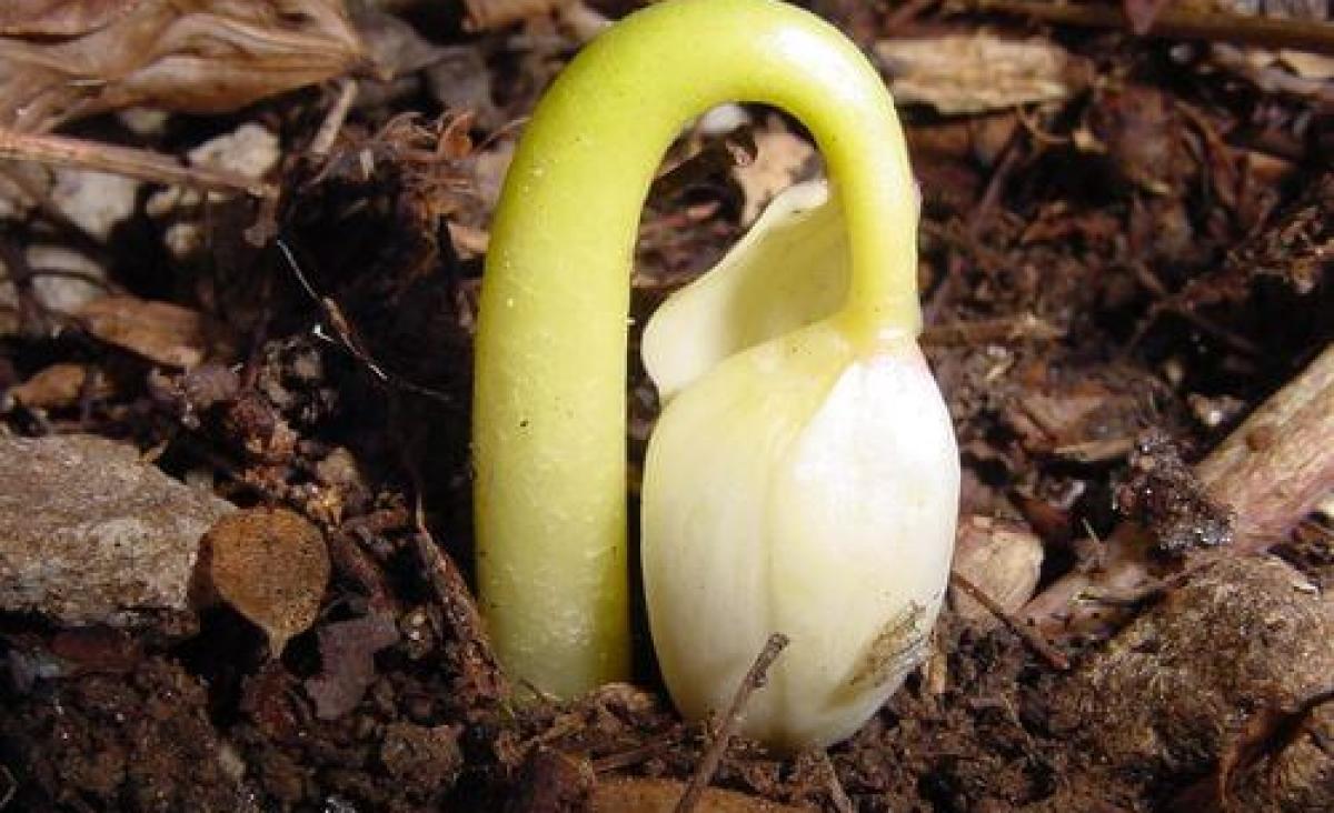 Firenze, nácik (részlet a 47- Démonok ideje című regényből) - Irodalmi ...